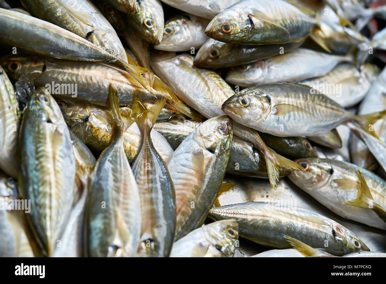 Big pile of wet fishes which lying on each other. Closeup horizontal ...