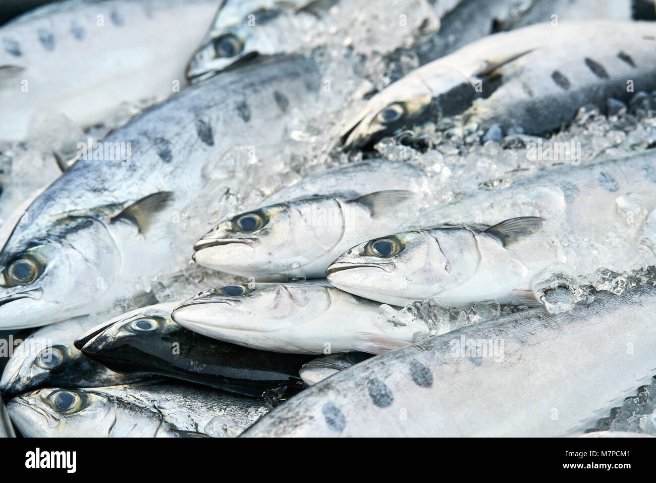 Closeup photo of silver fishes which lying on the ice. Horizontal Stock ...