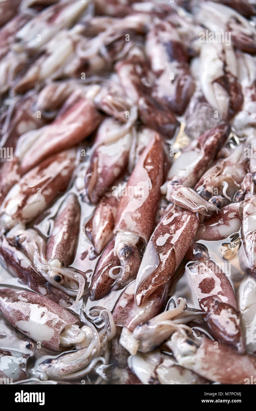 Lot of small red squids are lying in the melted ice. Closeup vertical ...
