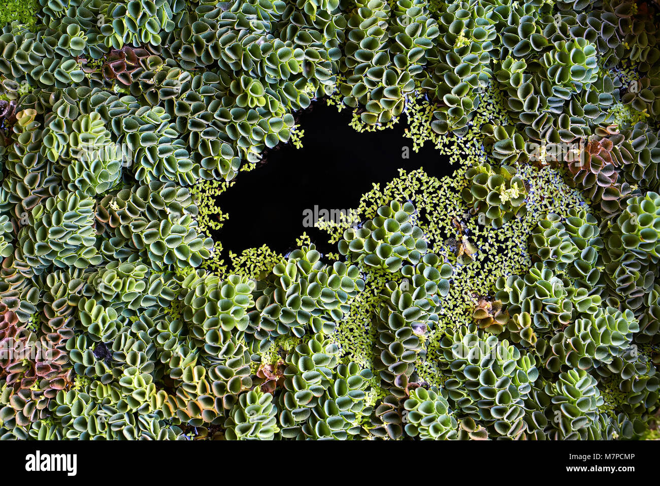 Green aquatic plants on the water surface. Closeup top view photo ...