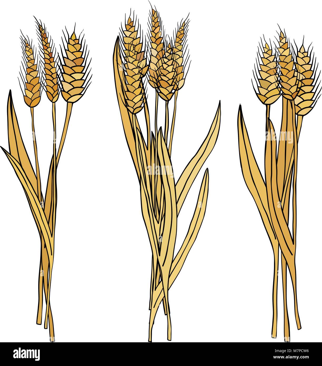 vector set of cartoon doodle wheat sheaves Stock Vector Image & Art - Alamy