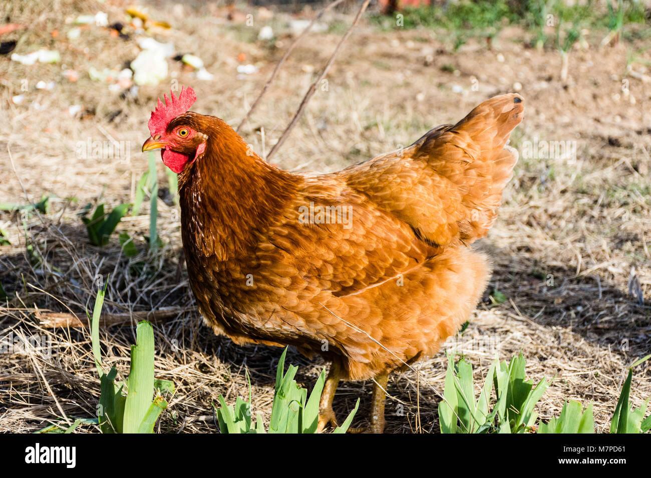 Free range Rhode Island Red hen foraging, hunting for insects in ...