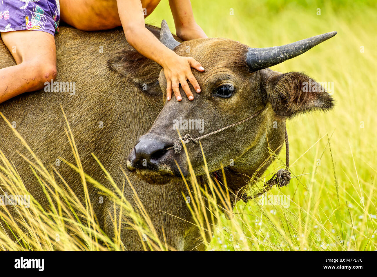 Riding on buffalo hi-res stock photography and images - Alamy