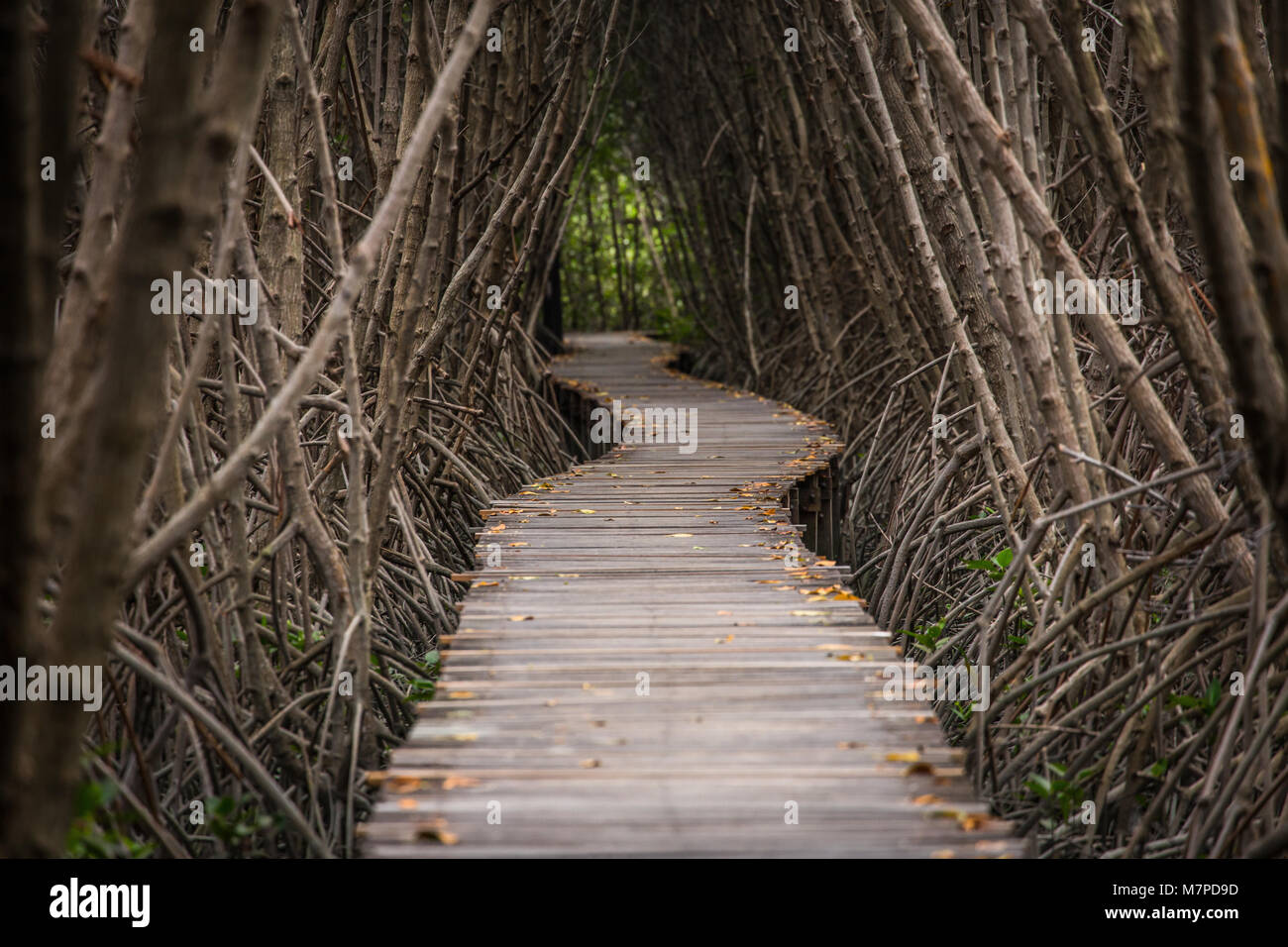 Wooden bridge of walkway inside tropical mangrove forest covered by ...