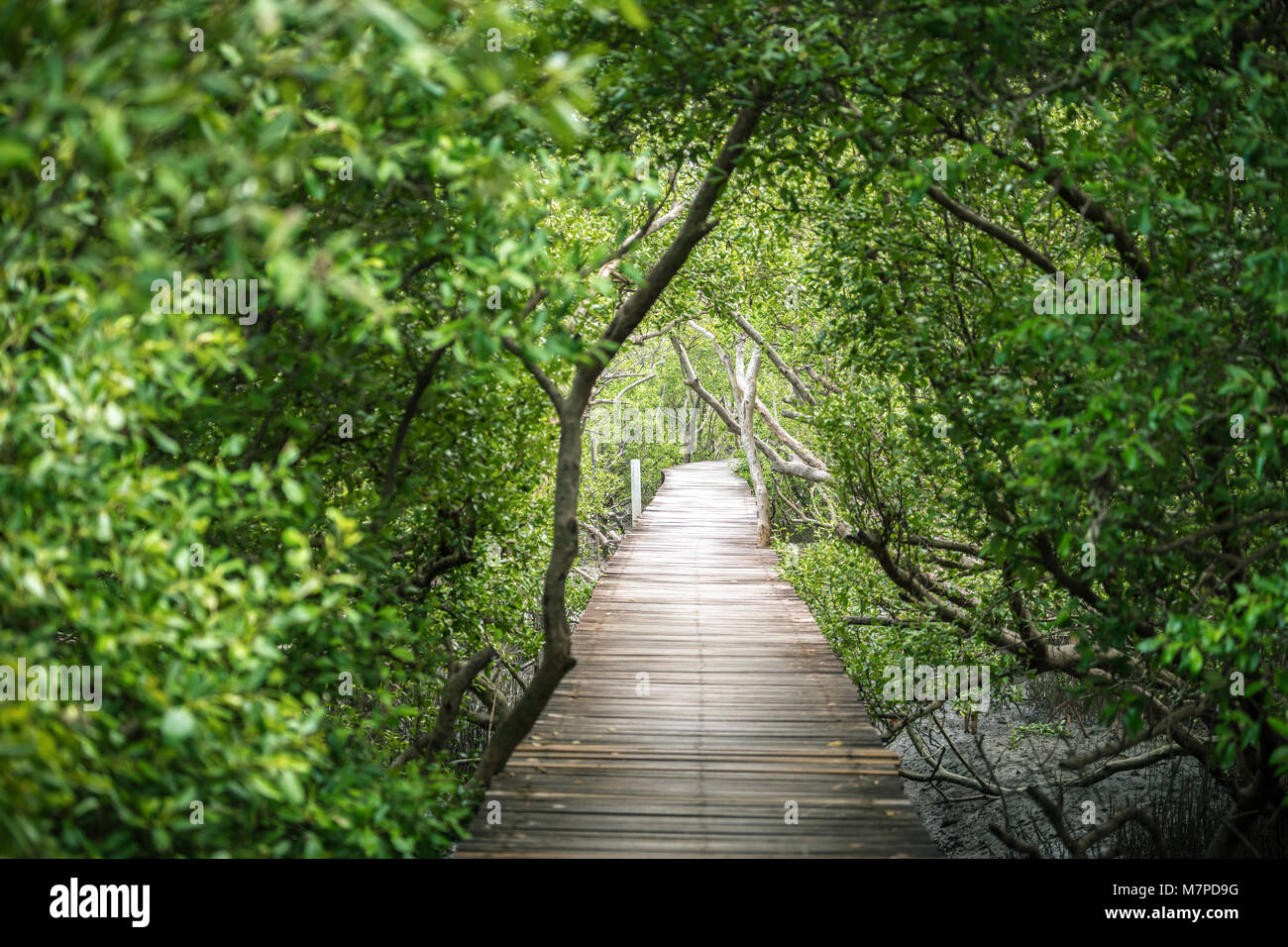 Wooden bridge of walkway inside tropical mangrove forest covered by ...