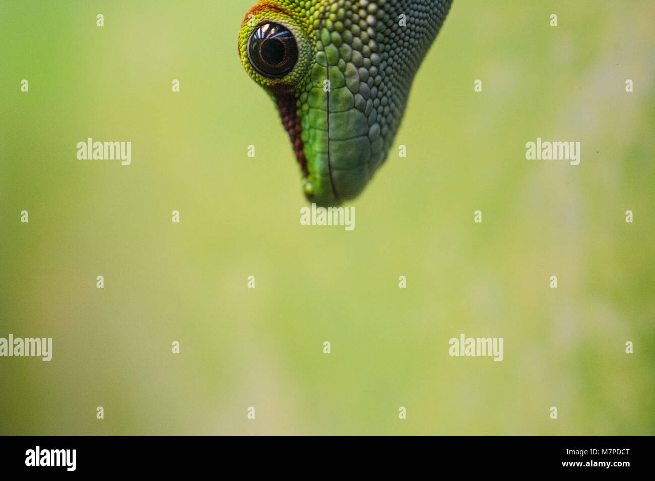 Gecko head scales hi-res stock photography and images - Alamy
