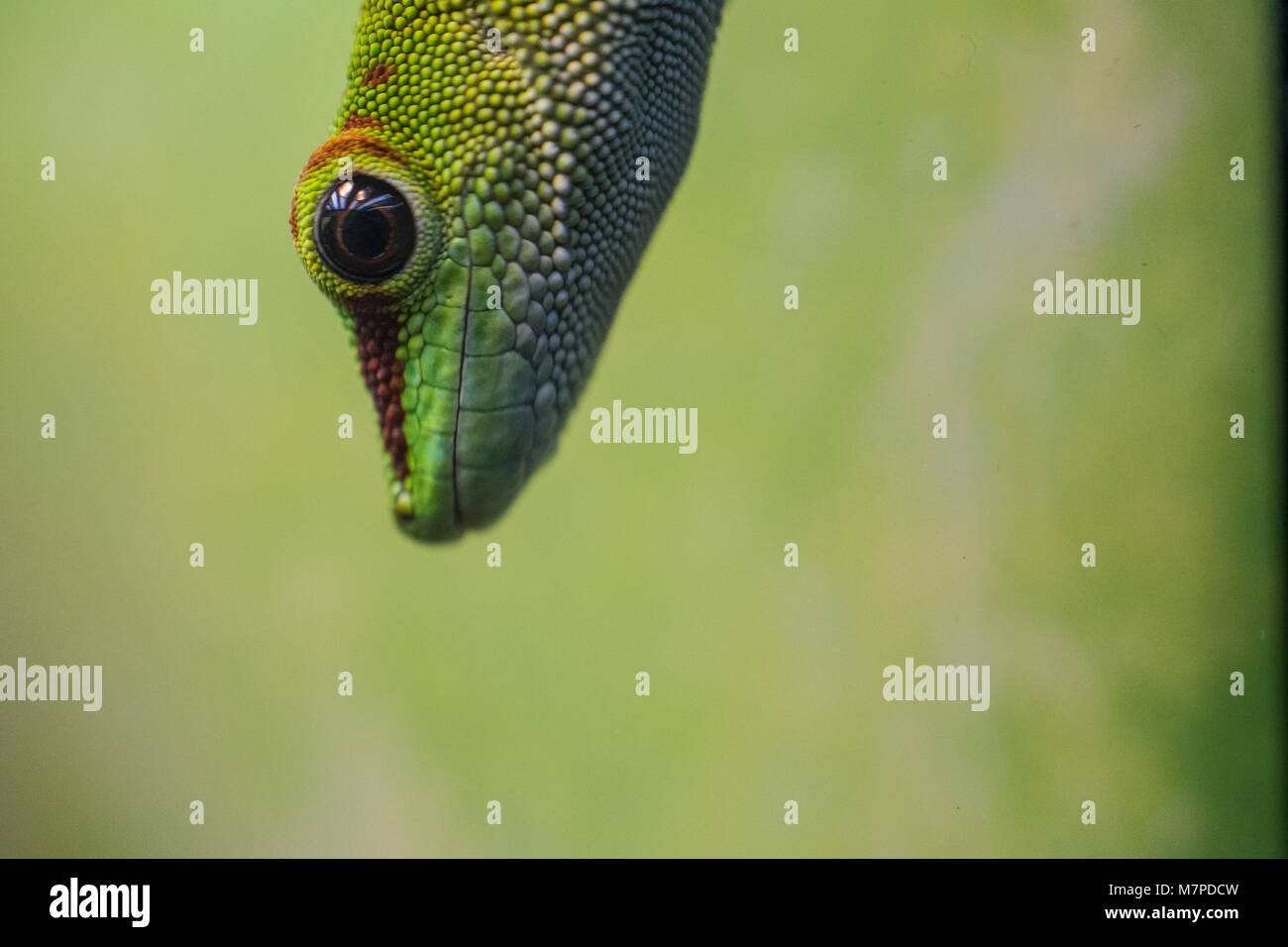 Green Gecko head coming down from the top of the frame against a green ...