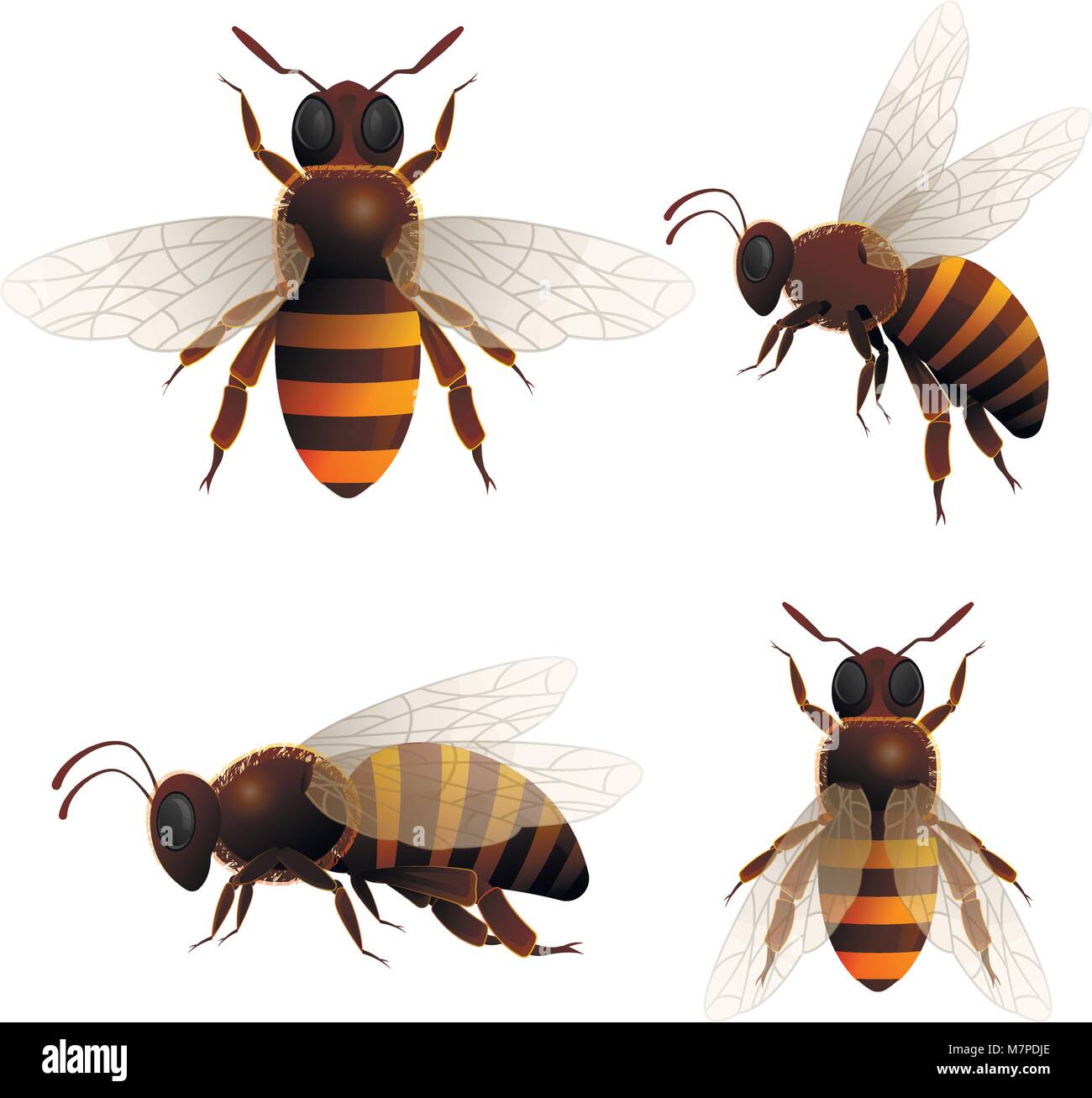 Honey bee isolated icons set Stock Vector Image & Art - Alamy