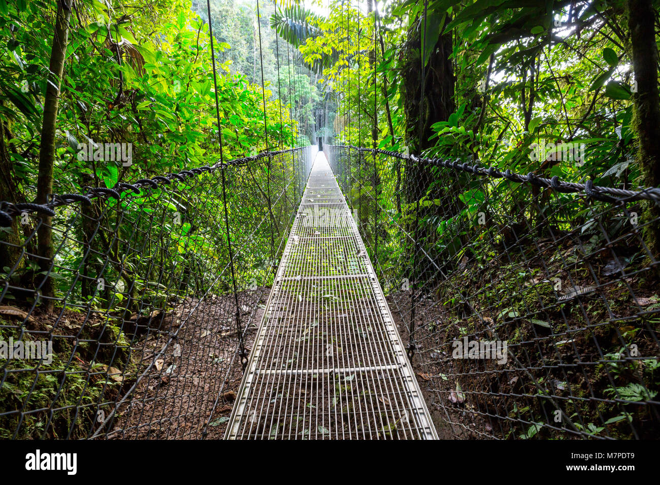 Handing Bridge in green jungle, Costa Rica, Central America Stock Photo ...