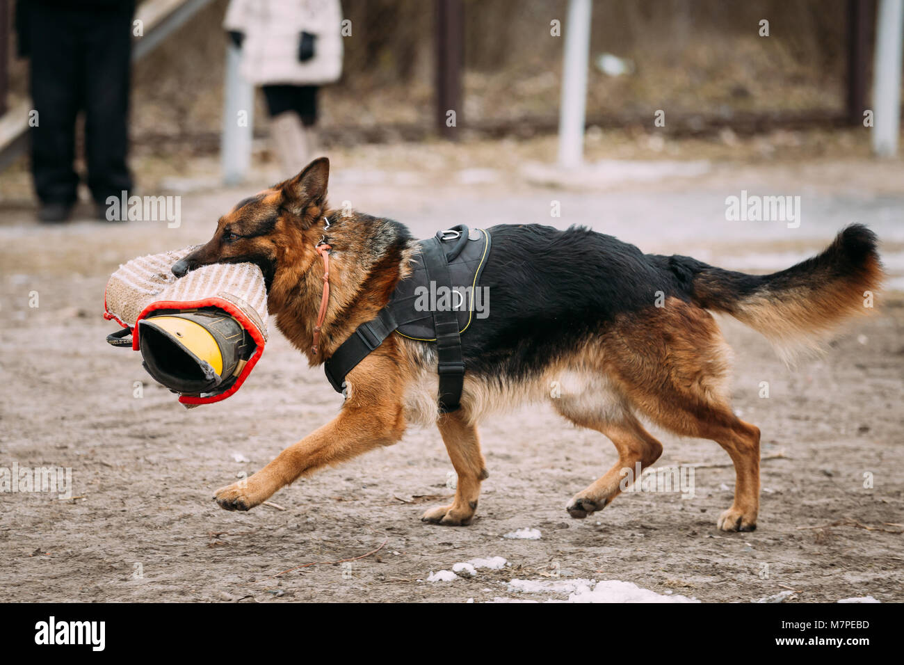 Training Of Purebred German Shepherd Young Dog Or Alsatian Wolf Dog ...