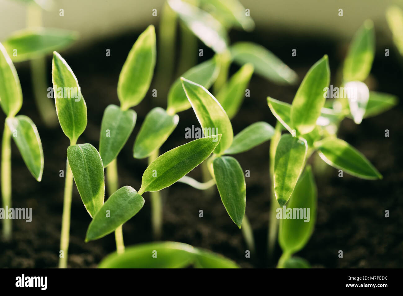 Group Young Sprouts With Green Leaf Or Leaves Growing From Soil. Spring ...