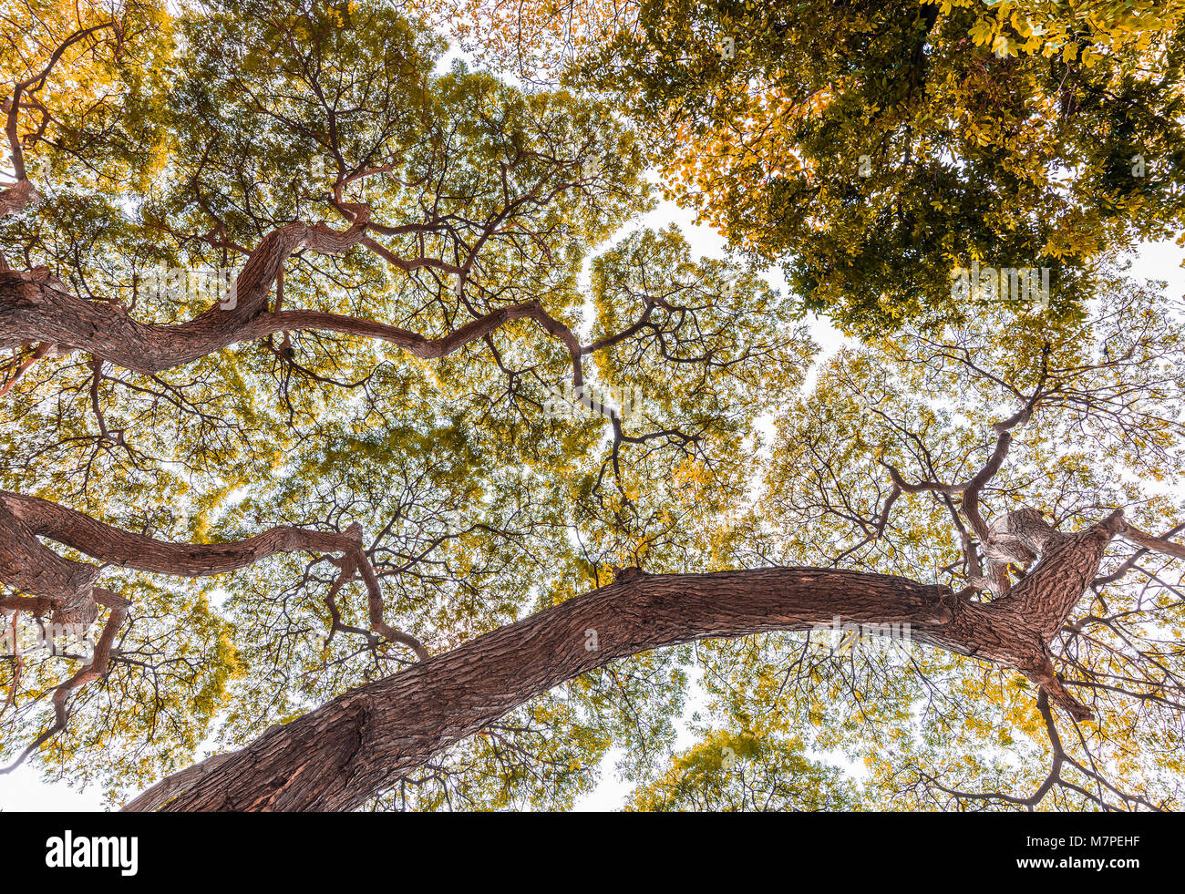 Samanea saman hi-res stock photography and images - Alamy