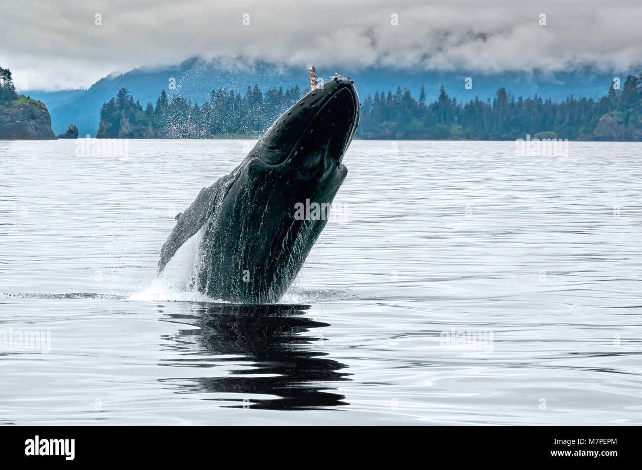 Whale breaching boat hi-res stock photography and images - Alamy