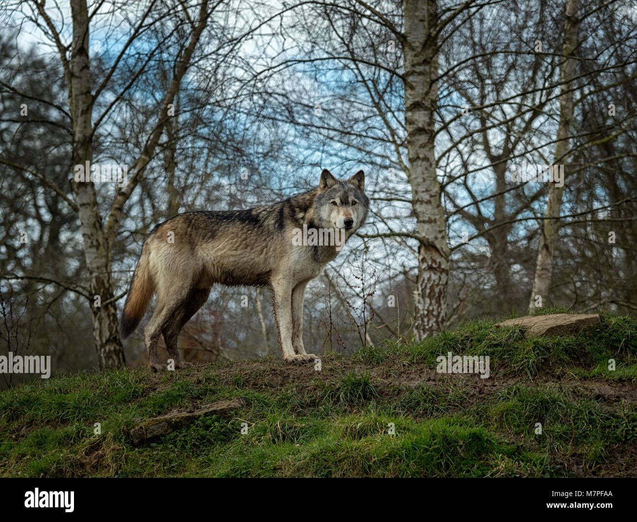 Alpha male grey (gray) wolf (Canis lupus), aka the timber wolf or ...