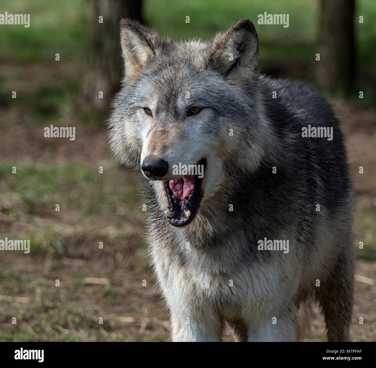 Wolf alpha male High Resolution Stock Photography and Images - Alamy