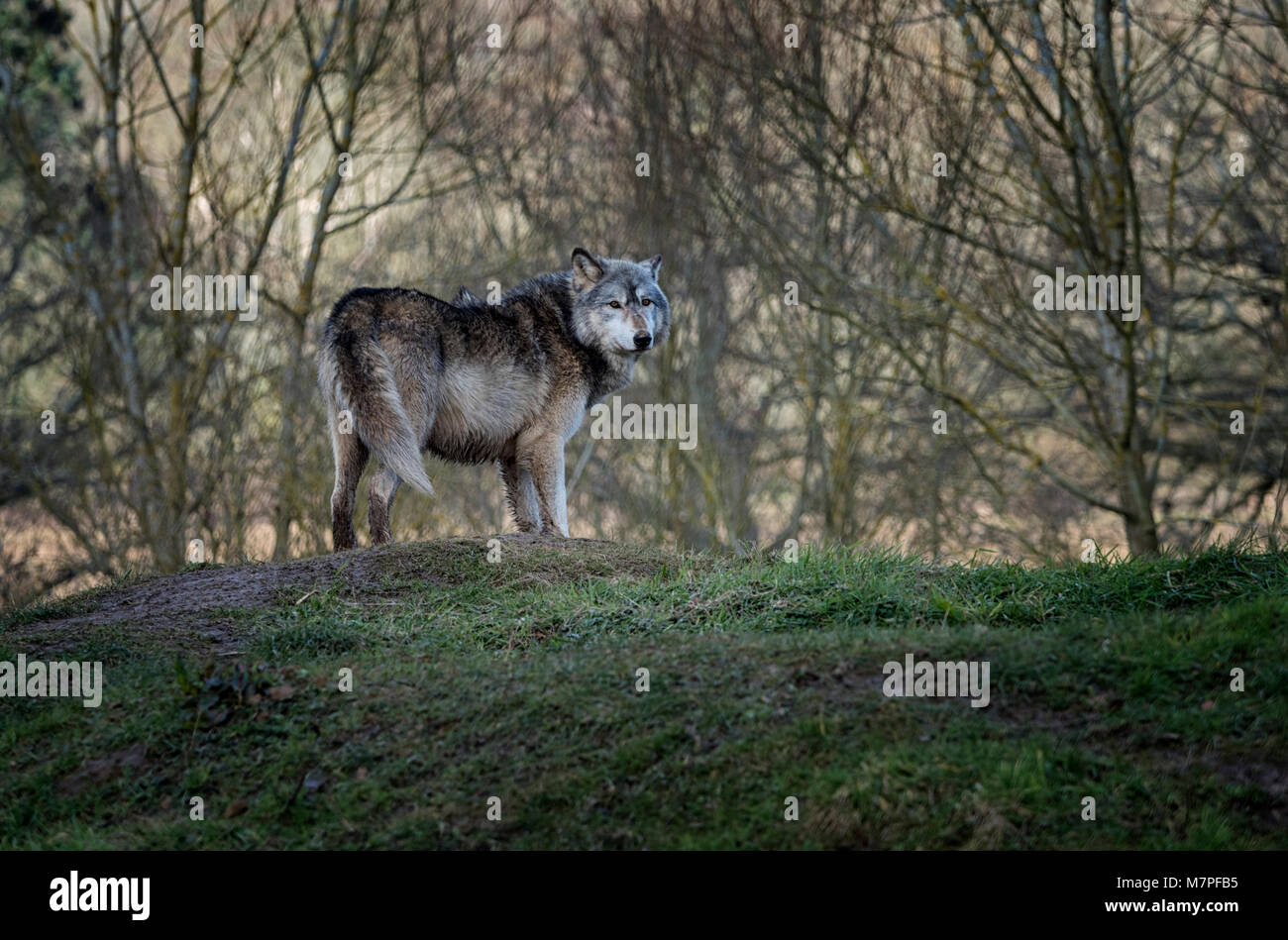 Timber wolf hi-res stock photography and images - Alamy