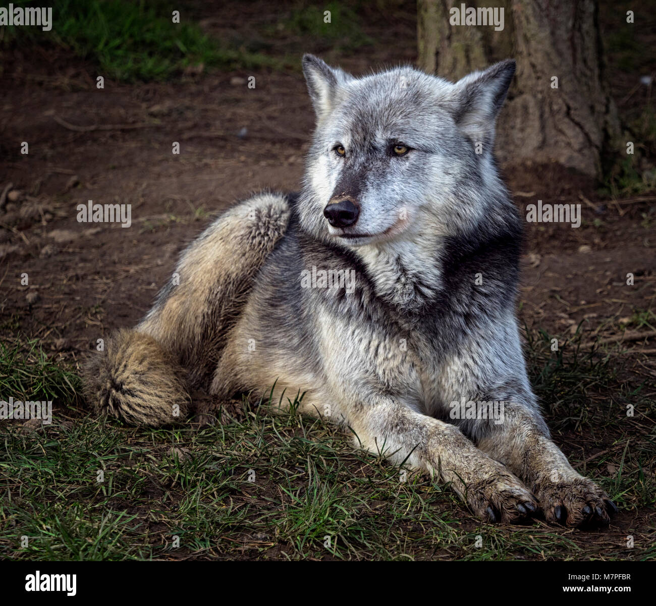 Female grey hi-res stock photography and images - Alamy