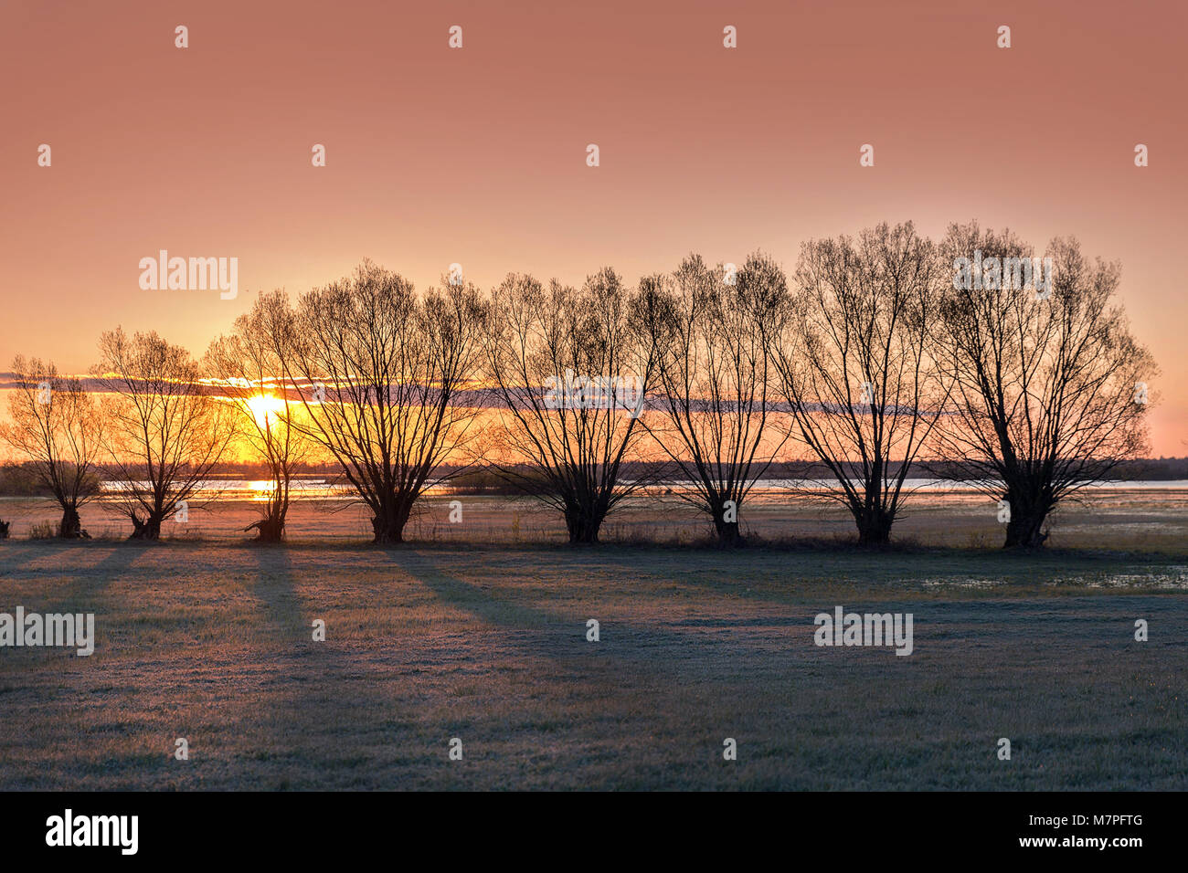 Row Of Willows High Resolution Stock Photography and Images - Alamy