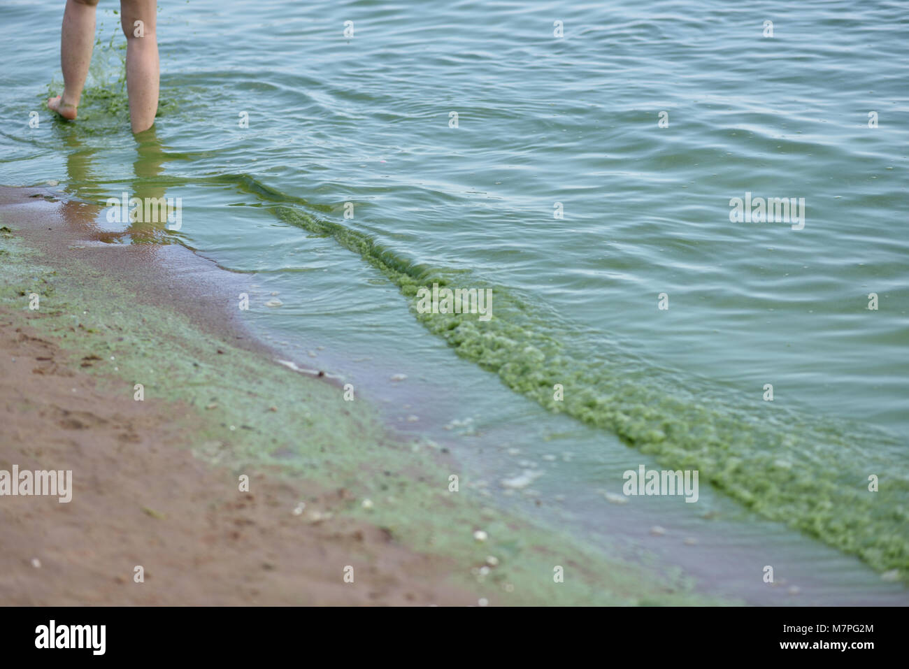 Baltic sea algae bloom hi-res stock photography and images - Alamy