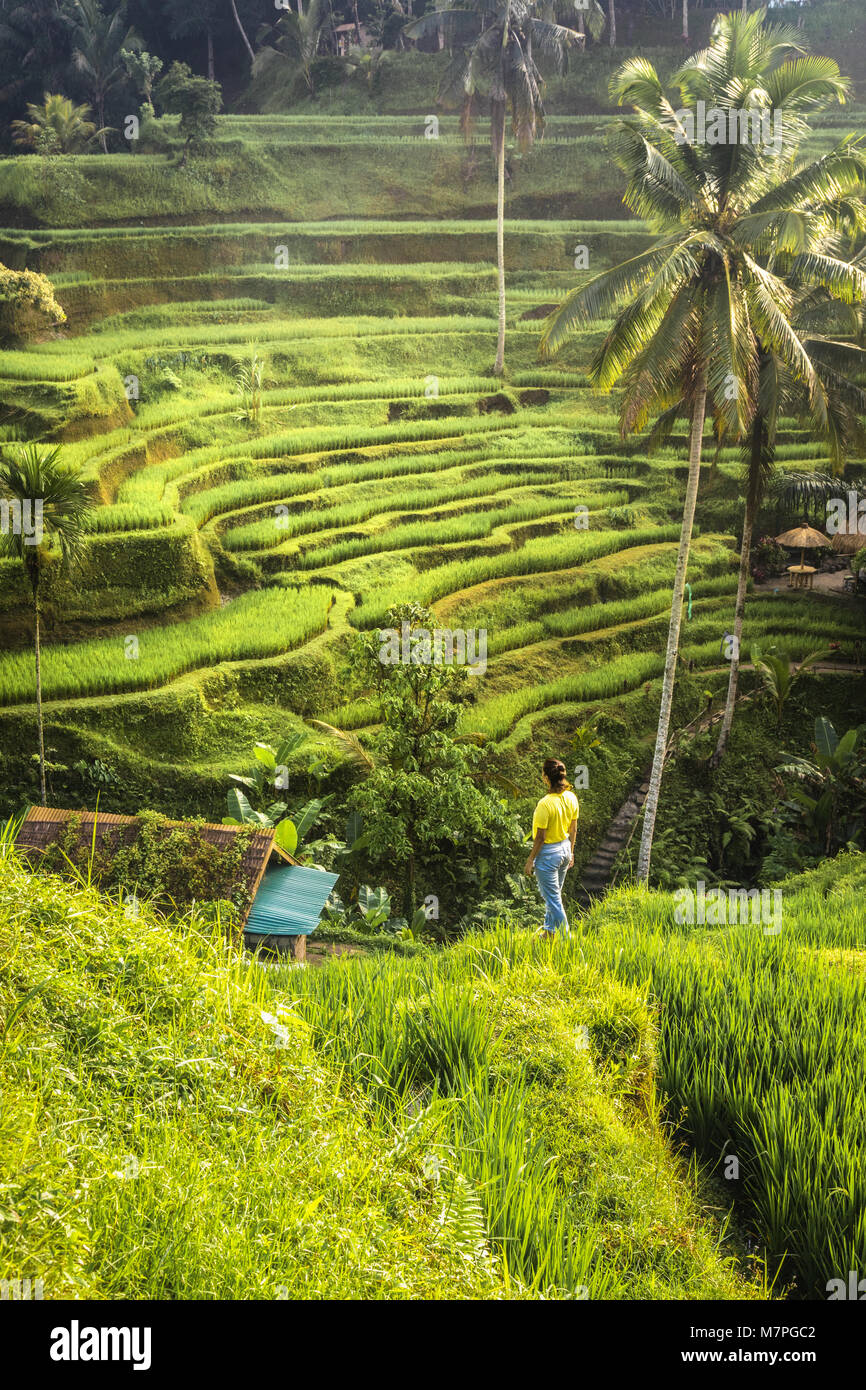 Terrace farming hi-res stock photography and images - Alamy