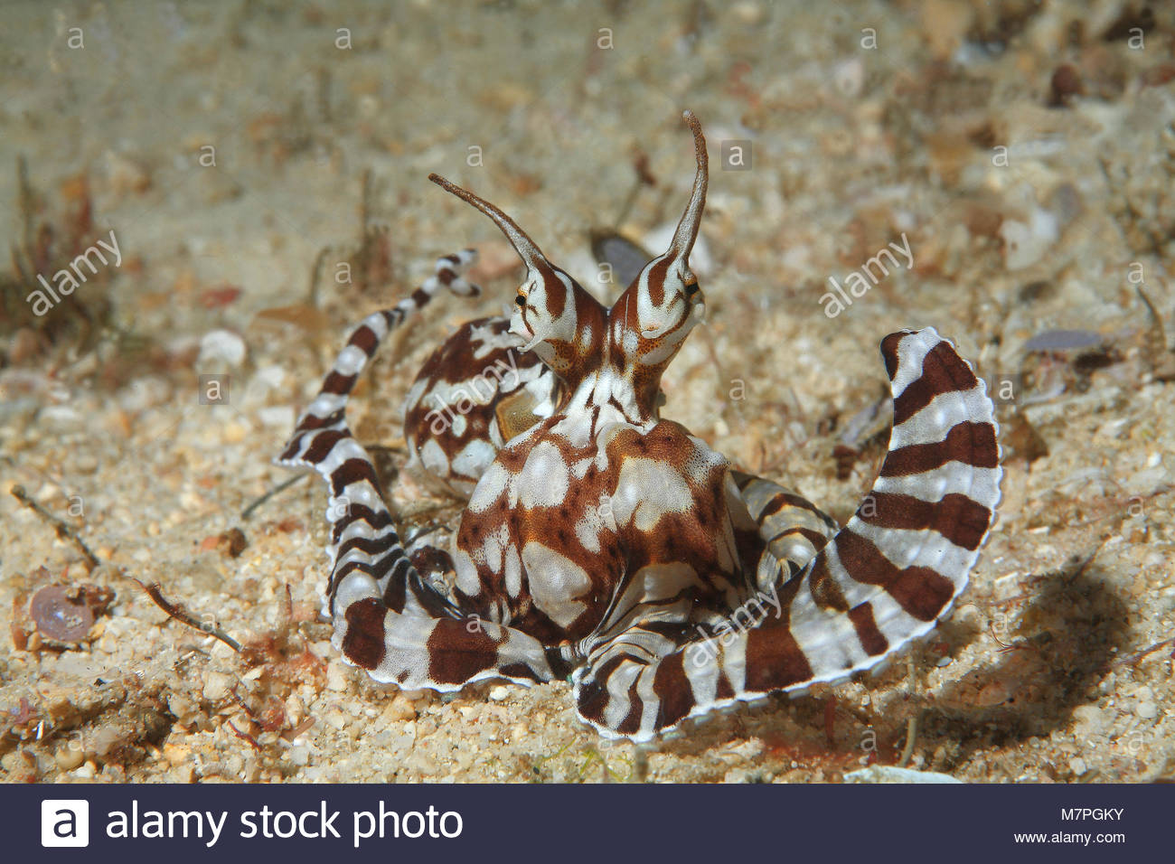 Mimikry Stock Photos & Mimikry Stock Images - Alamy