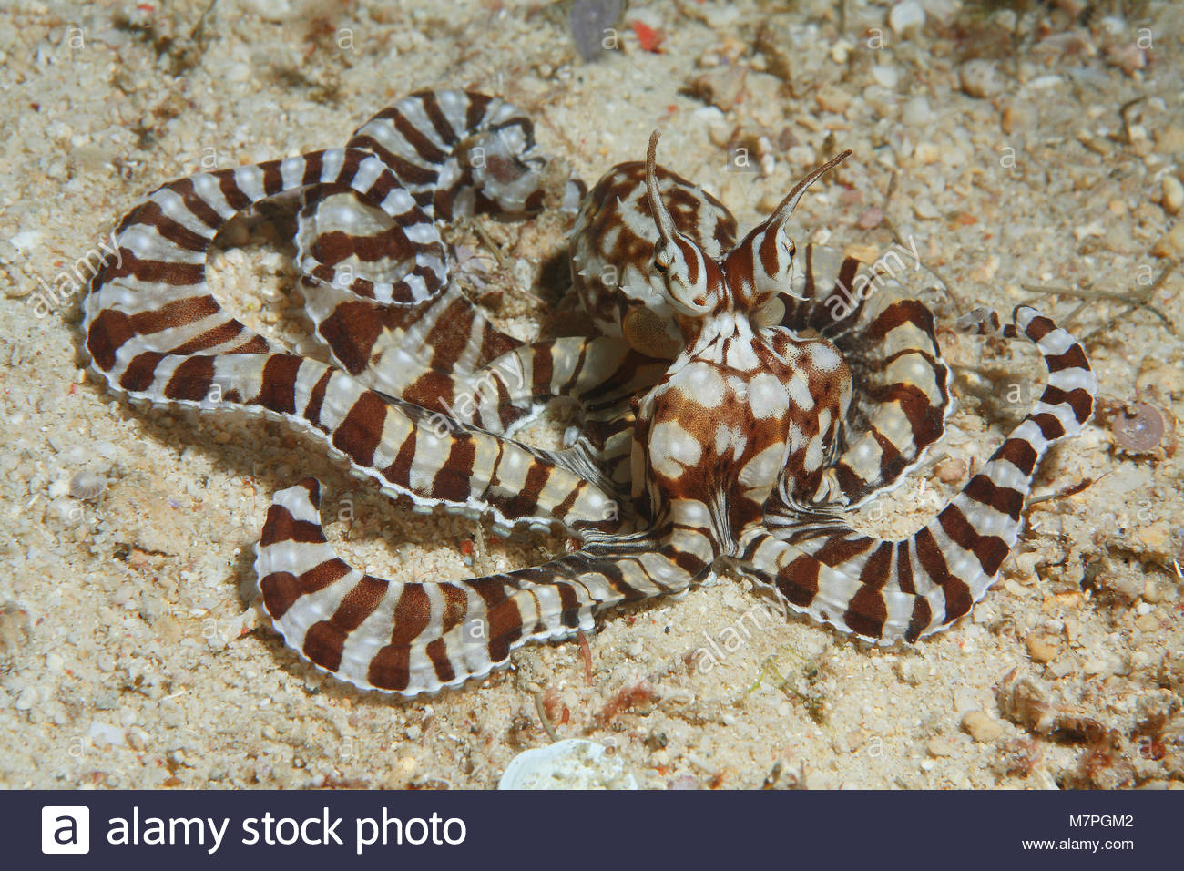 Mimikry Stock Photos & Mimikry Stock Images - Alamy