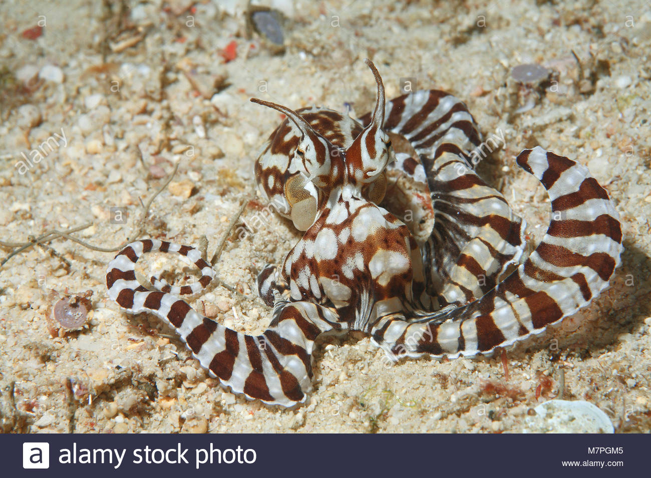 Mimikry Stock Photos & Mimikry Stock Images - Alamy