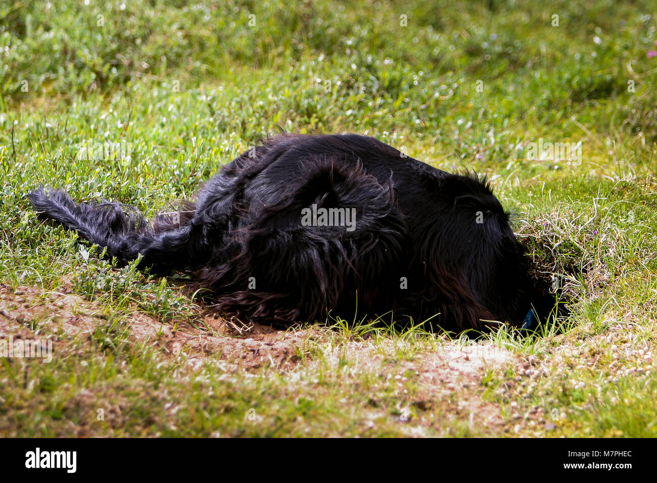 Rabbit holes uk hi-res stock photography and images - Alamy