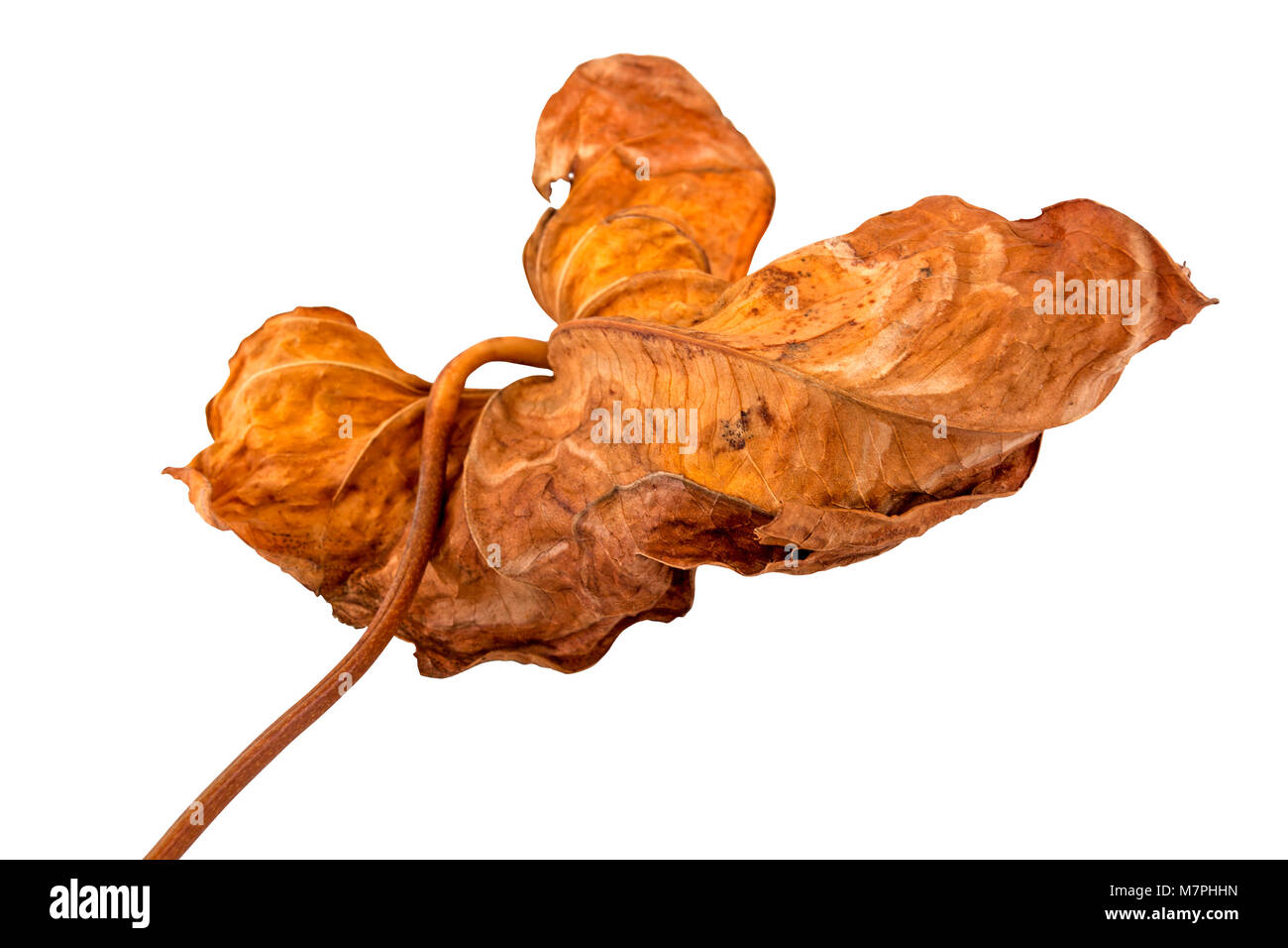 Decay textures patterns Cut Out Stock Images & Pictures - Alamy