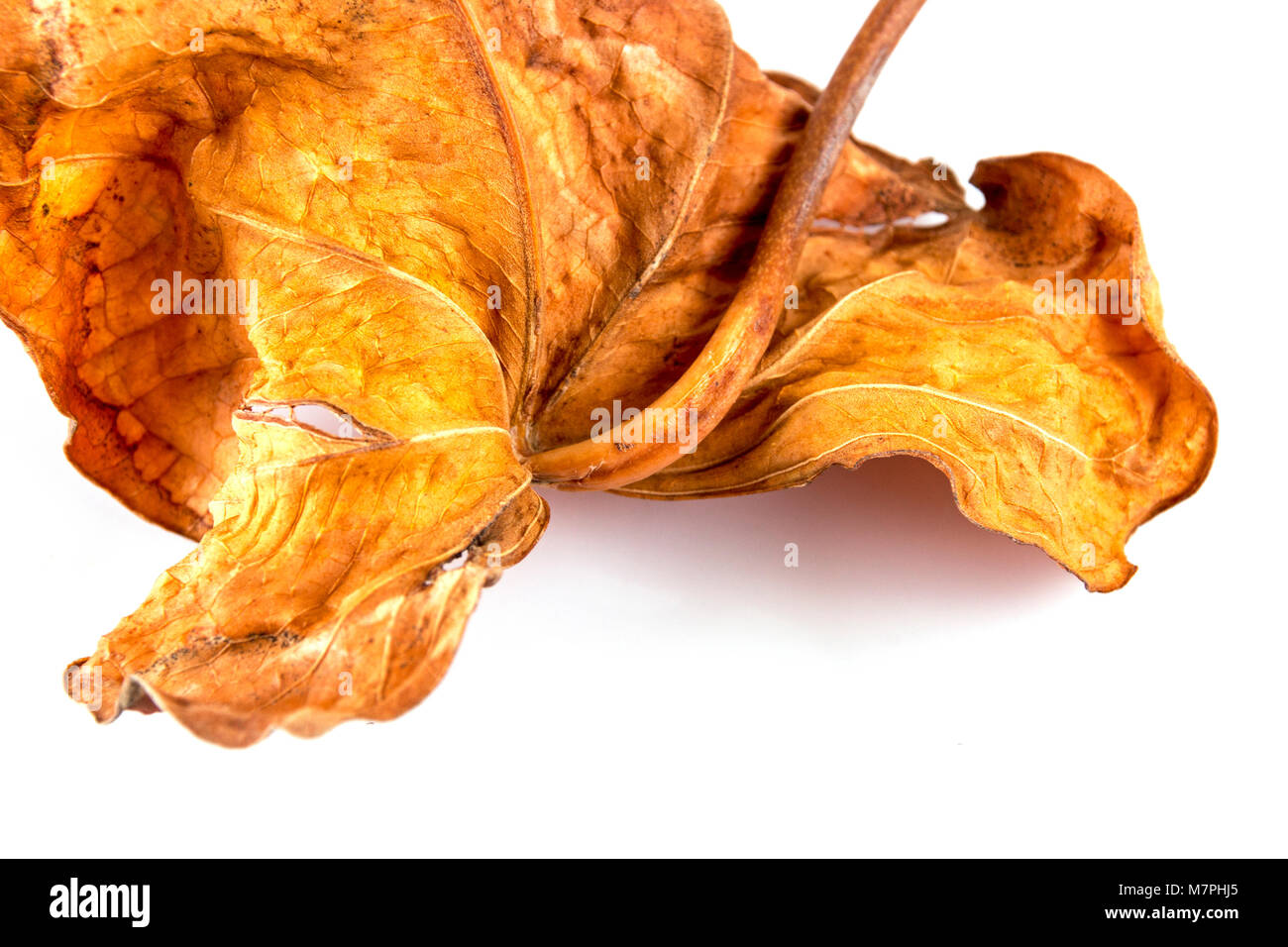 Close up Isolated decaying colorful patterns and textures of autumn ...