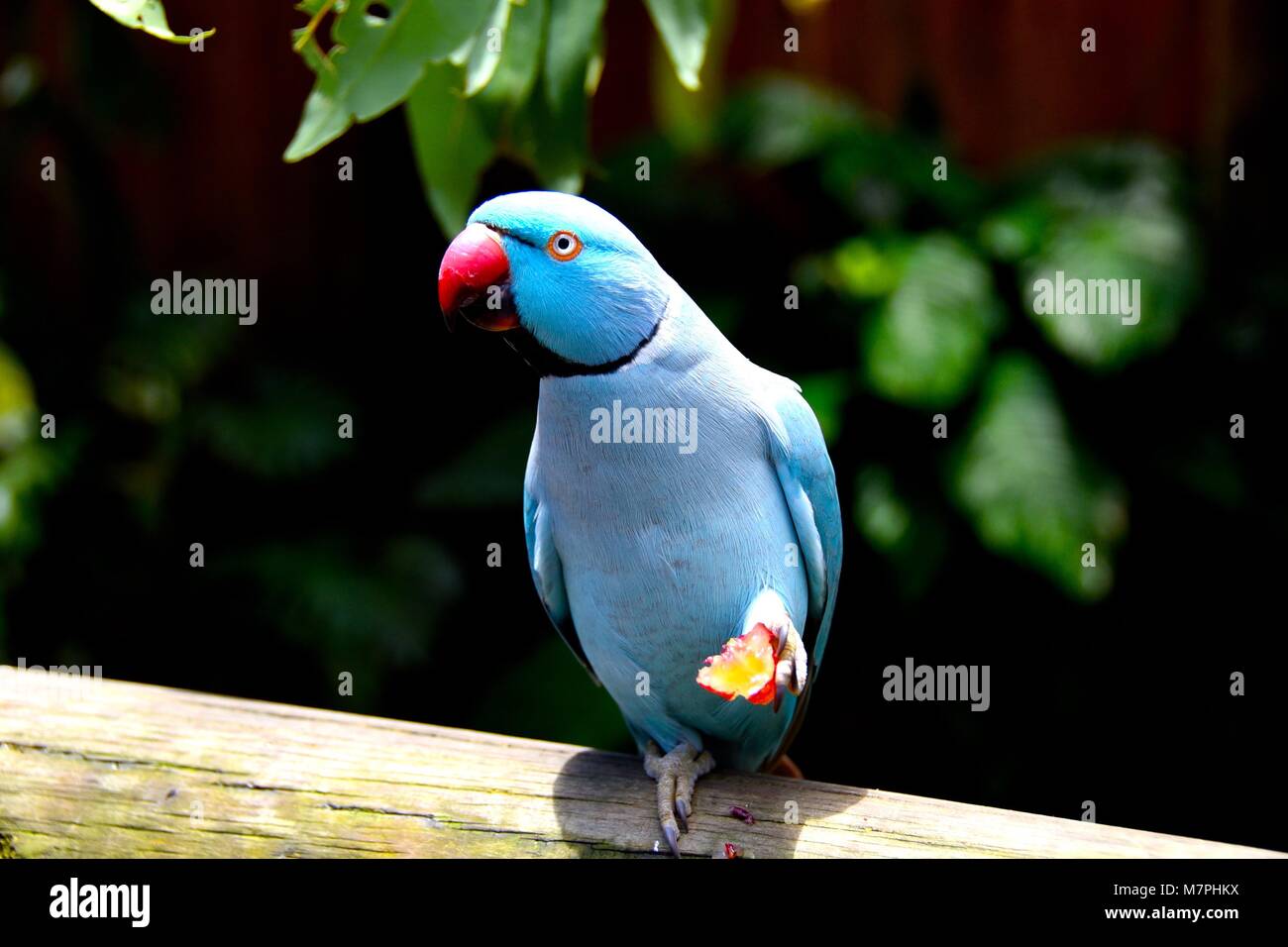 Chirpy bird and its lunch Stock Photo - Alamy