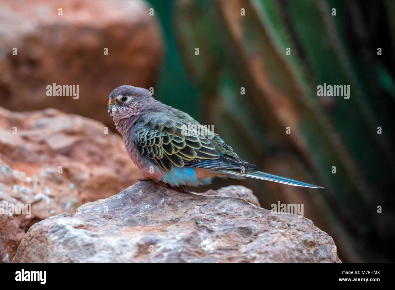 Bourkes parrot hi-res stock photography and images - Alamy