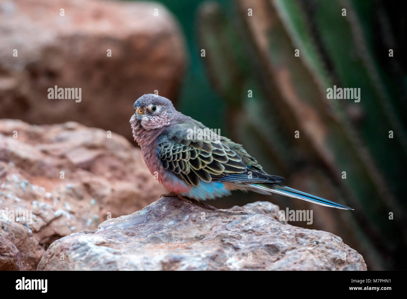 Bourkes parrot hi-res stock photography and images - Alamy