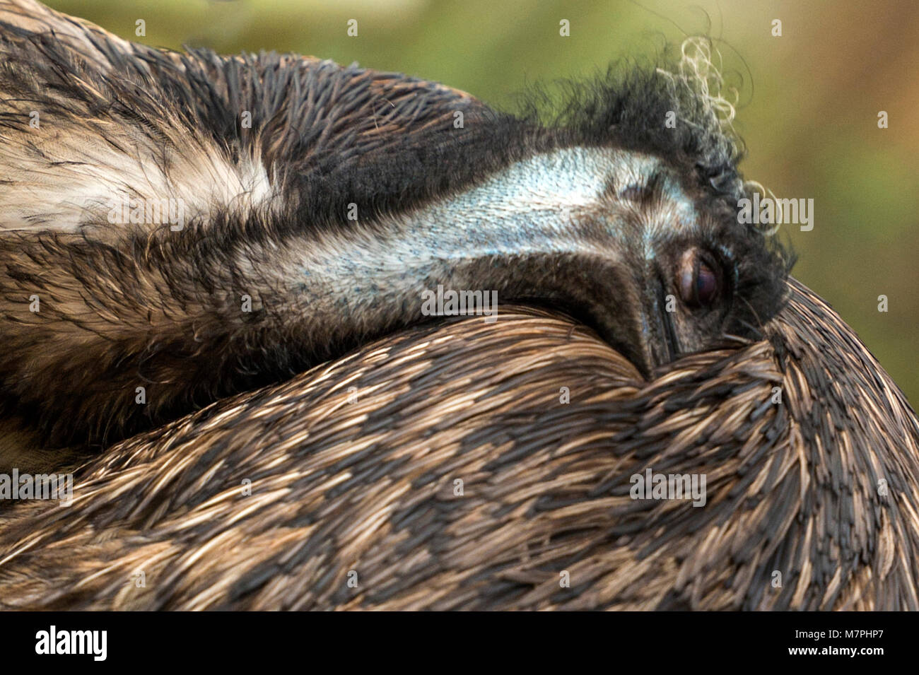 Emu head portrait hi-res stock photography and images - Alamy