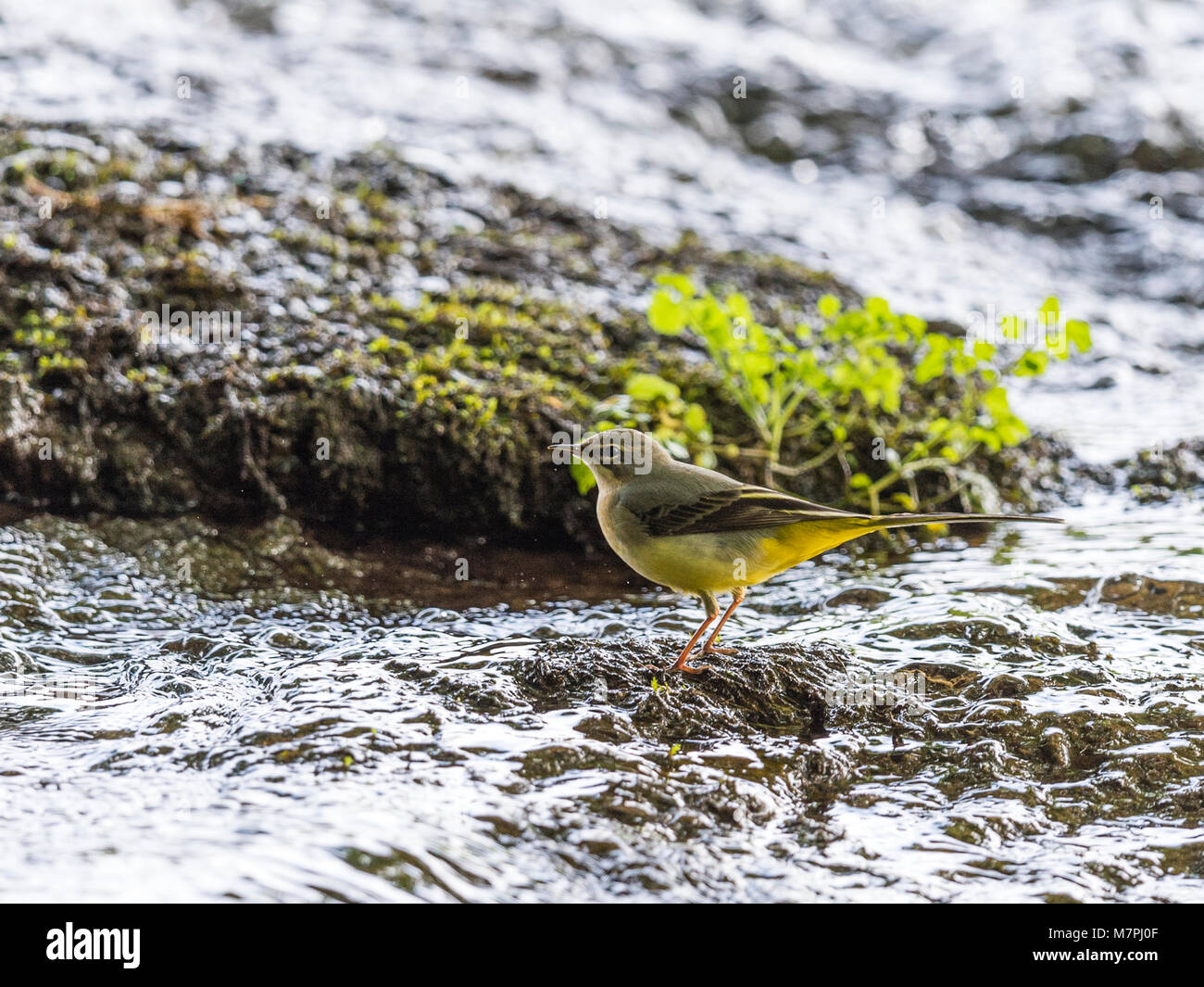 Bank portrait hi-res stock photography and images - Alamy