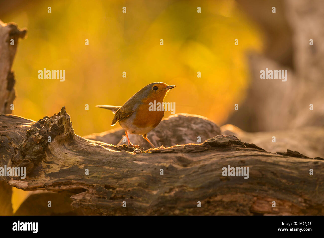 Wild European Robin (Erithacus rubecula) portraits in natural habitat ...