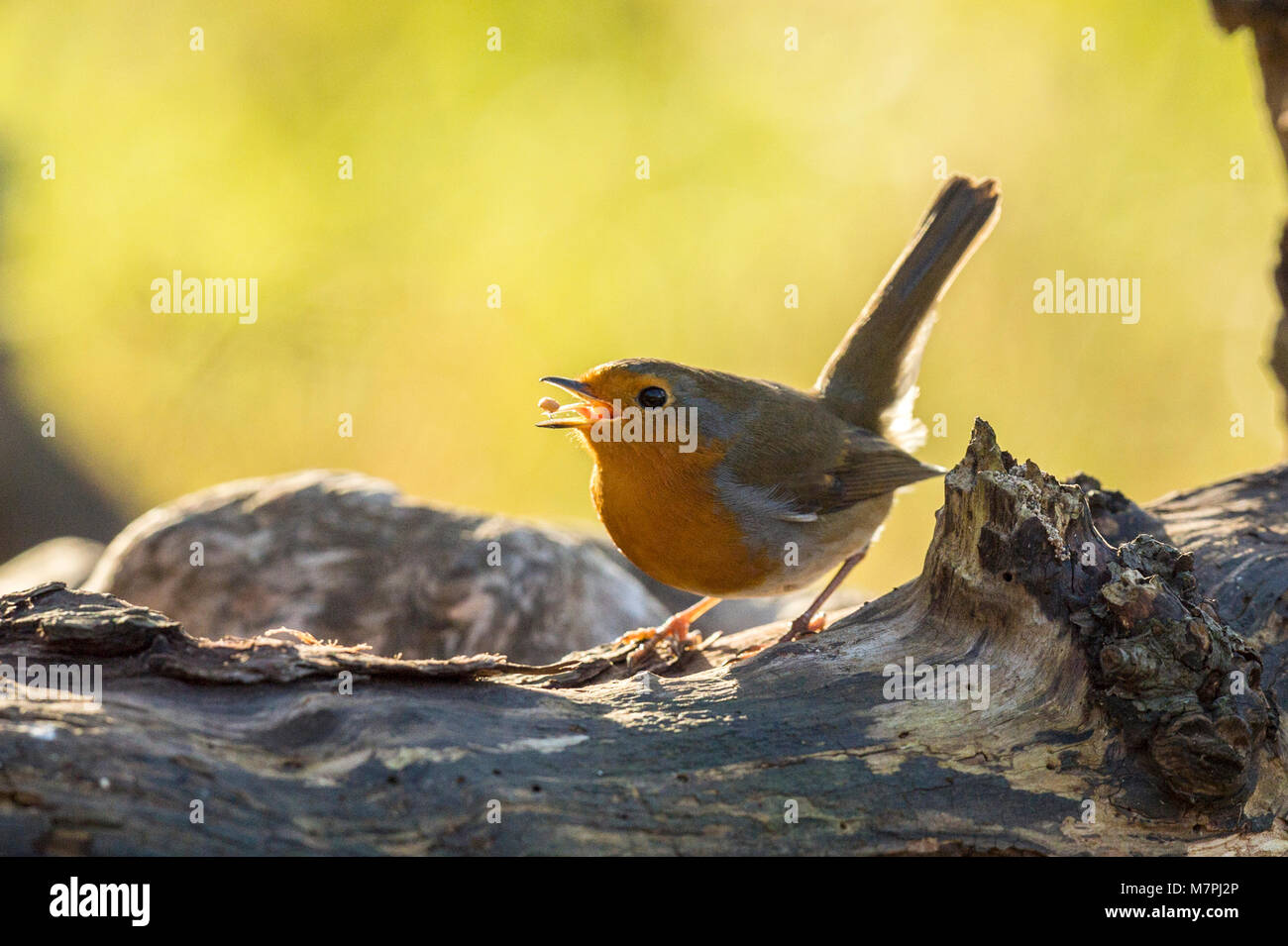 Wild European Robin (Erithacus rubecula) portraits in natural habitat ...