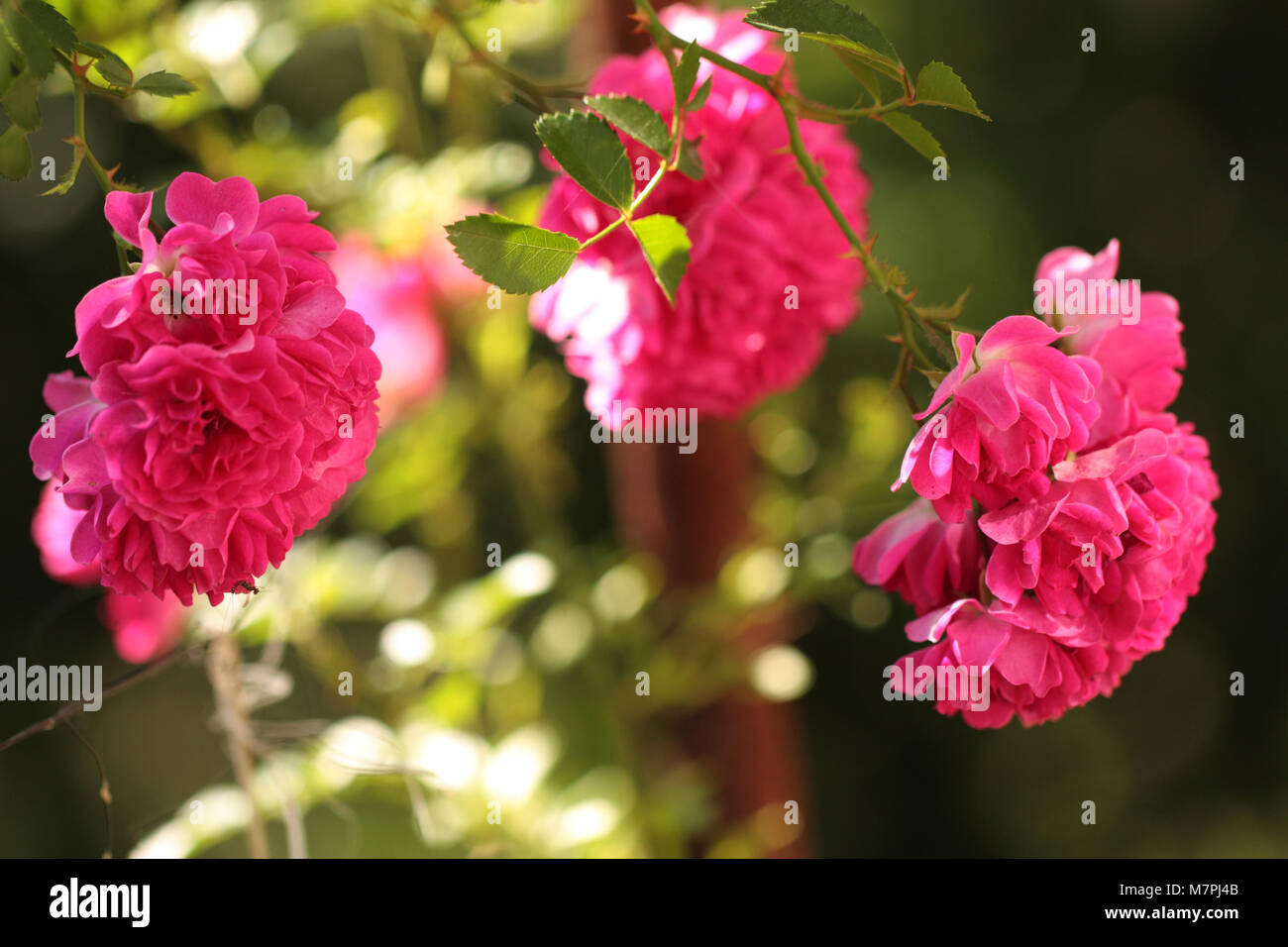 Climbing rose vines hi-res stock photography and images - Alamy