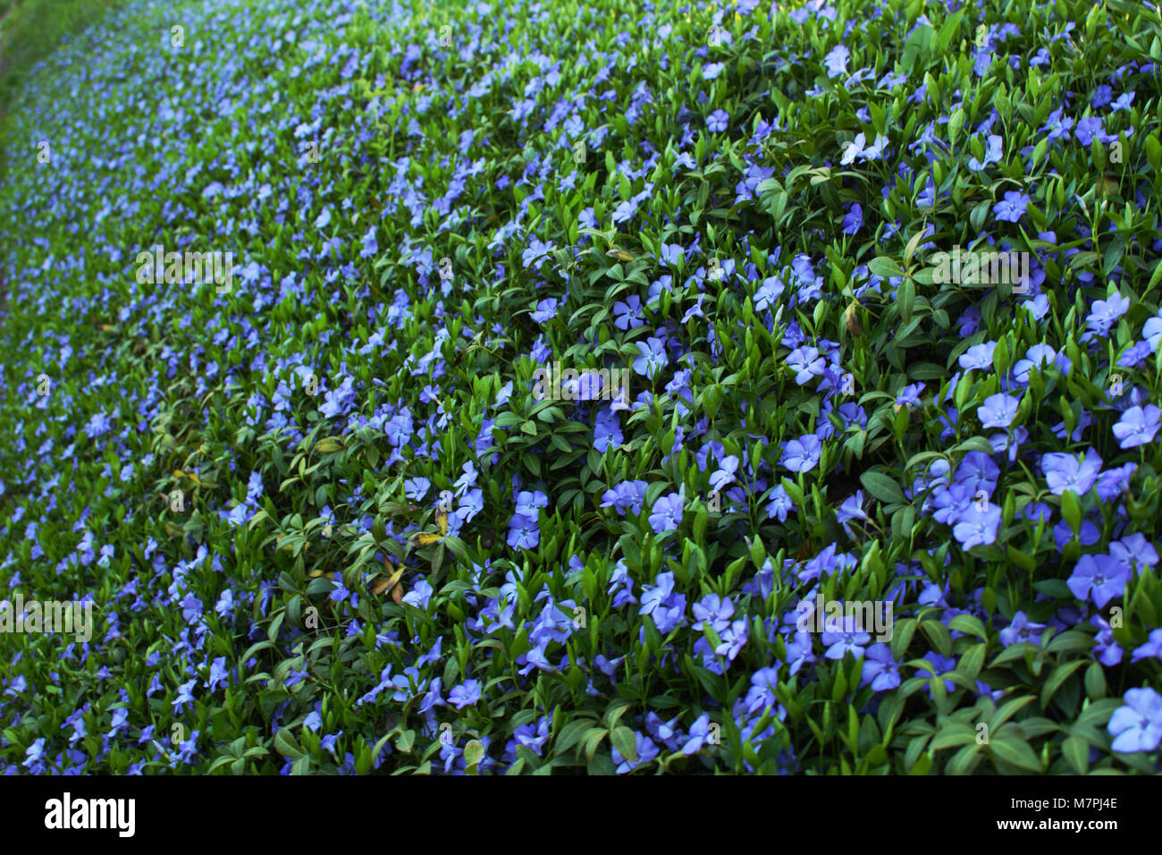 Gardening on a slope hi-res stock photography and images - Alamy
