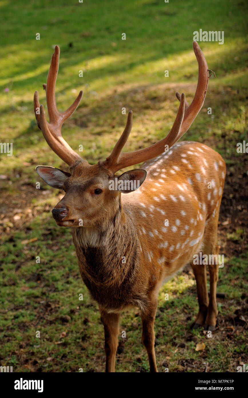 Sika deer, also known as Japanese deer on a glade Stock Photo - Alamy