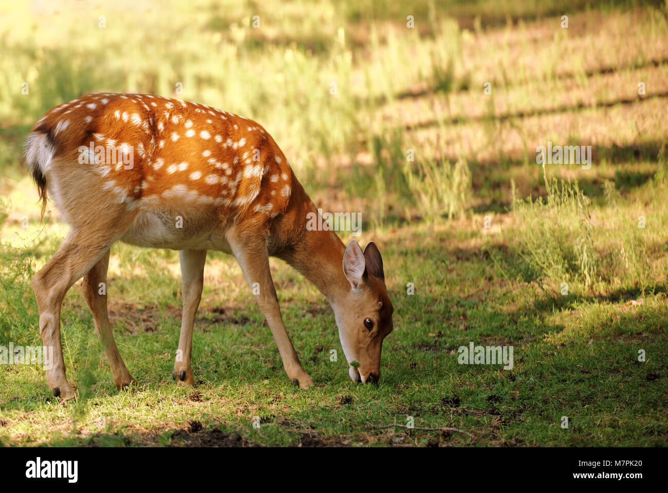 Also known as the spotted deer or the japanese deer hi-res stock ...