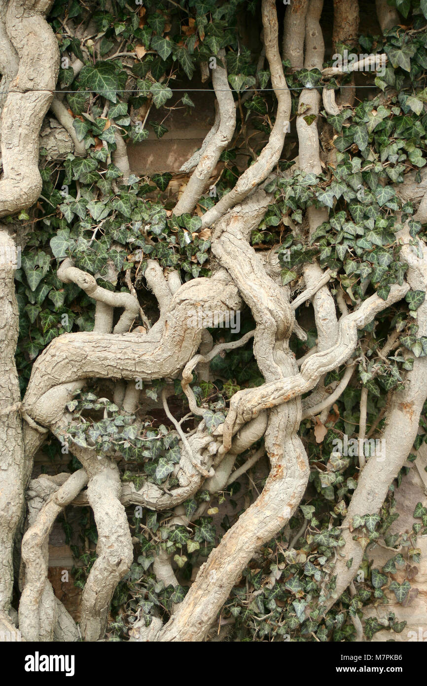 Ivy roots climbing on a wall Stock Photo - Alamy