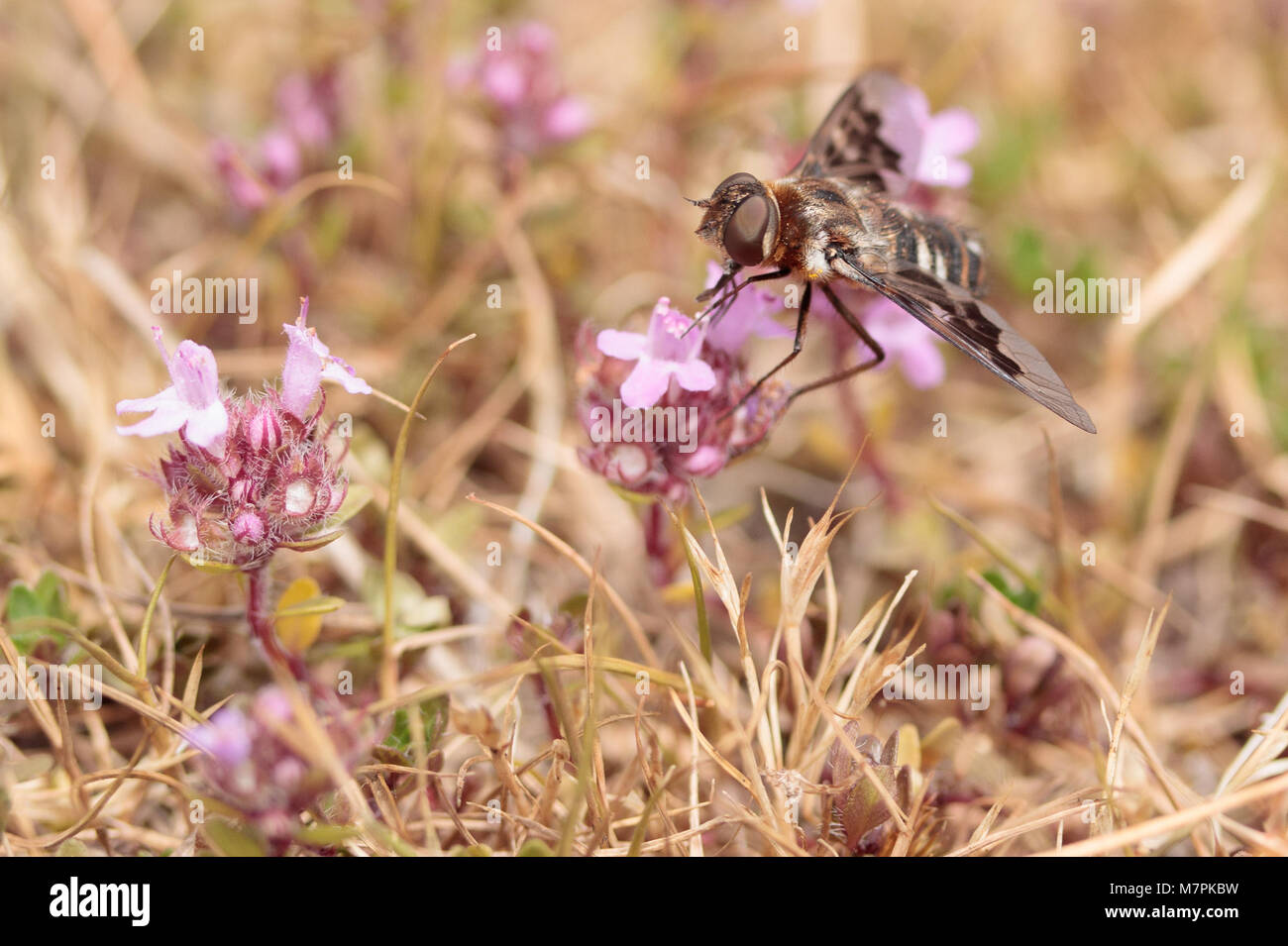Mottled Bee Fly High Resolution Stock Photography and Images - Alamy