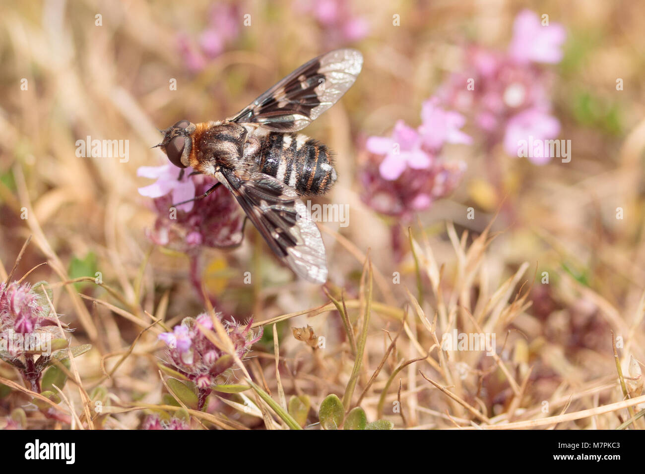 Fenestratus hi-res stock photography and images - Alamy