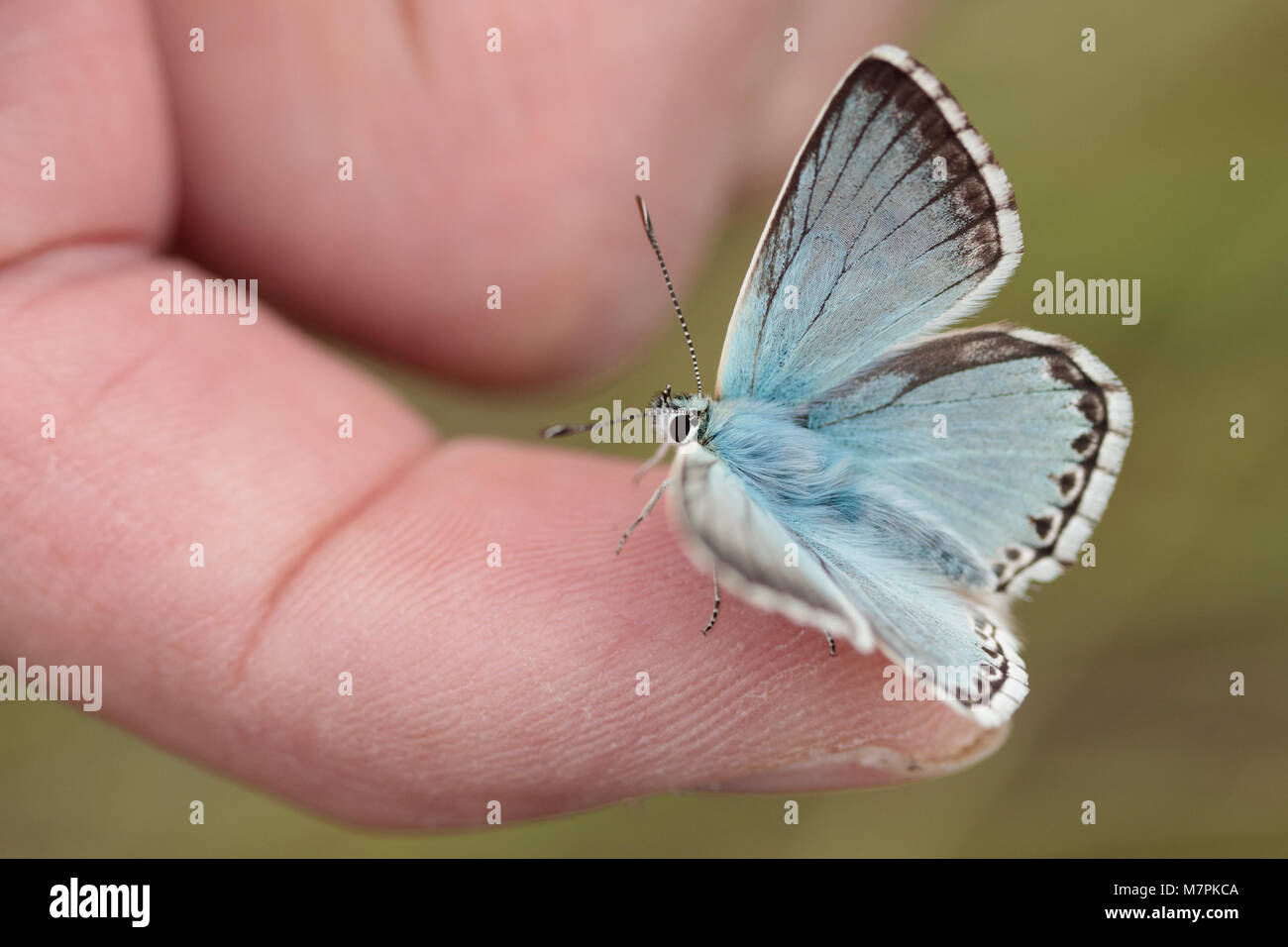 Chalkhill blue butterfly in the hand. Surrey, UK Stock Photo - Alamy