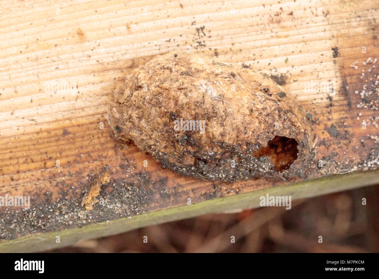 Pupal case hi-res stock photography and images - Alamy