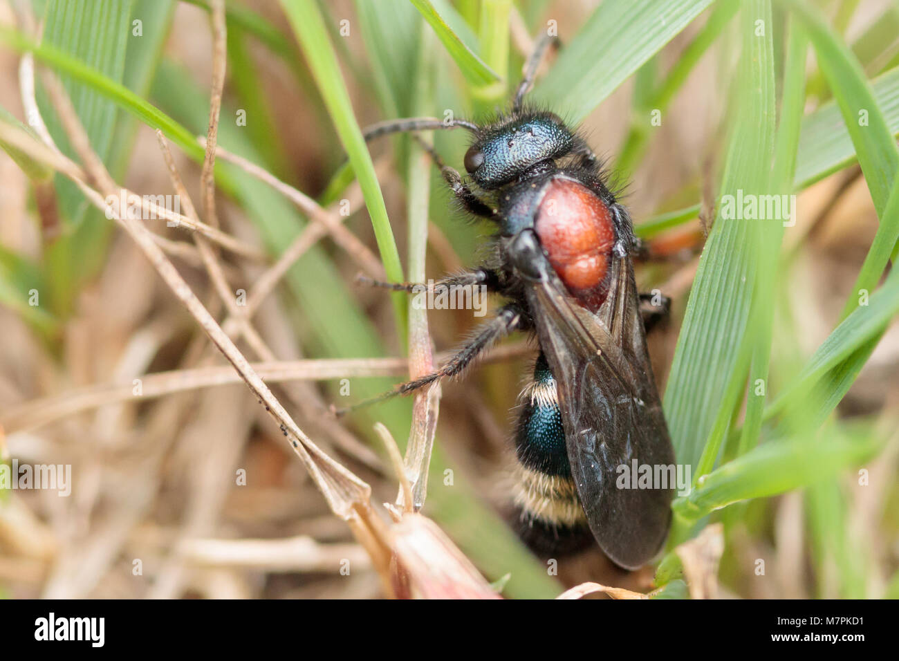 Velvet ant male (Mutilla europaea). Chobham Common NNR, Surrey, UK ...