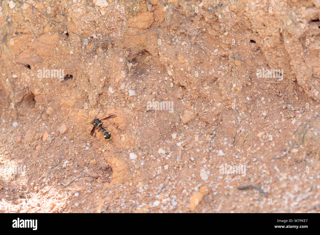 Heath potter wasp (Eumenes coarctatus) female quarrying clay on ...