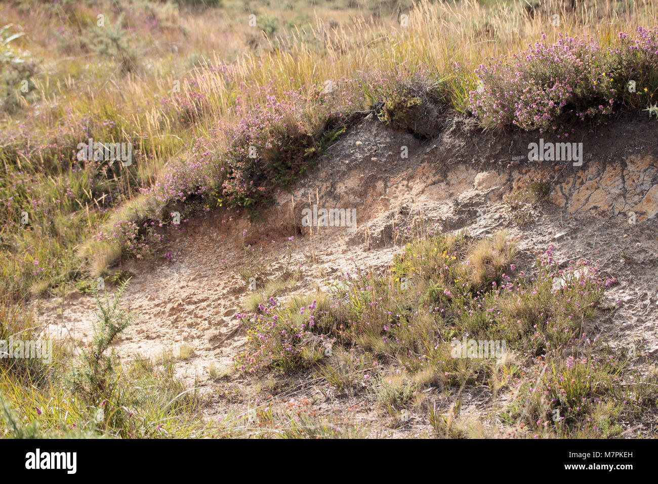 Heath potter wasp (Eumenes coarctatus) female quarrying clay on ...