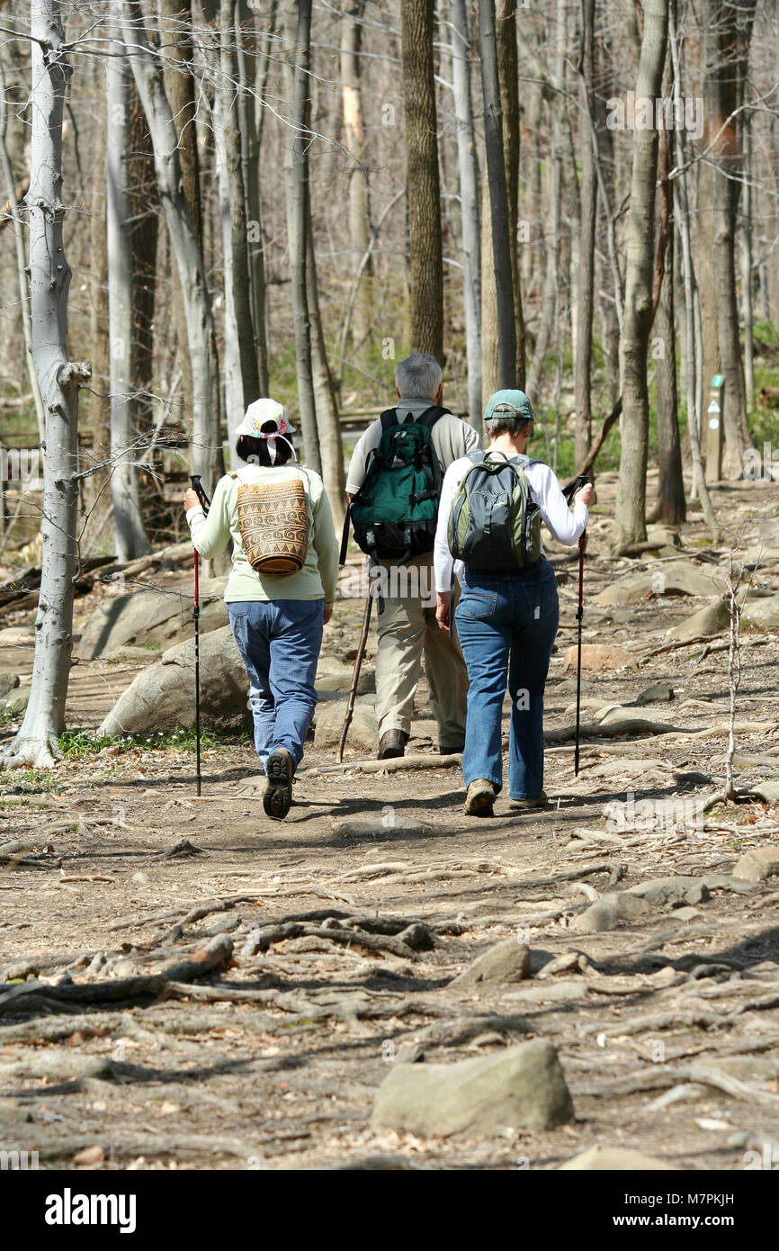 Three hikers walking through the woods Stock Photo - Alamy